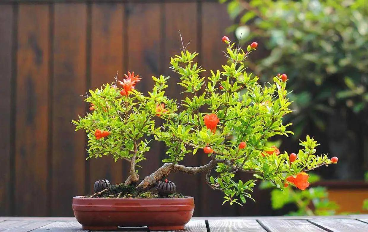 6 kinds of "noble flowers", the more they are raised, the more valuable ...