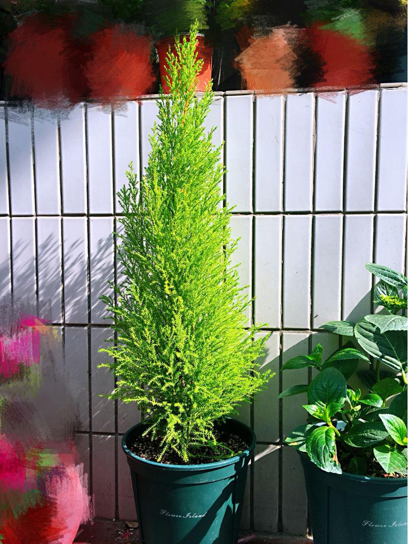 The small fragrant pine with lemon flavor is refreshing and pleasant at ...