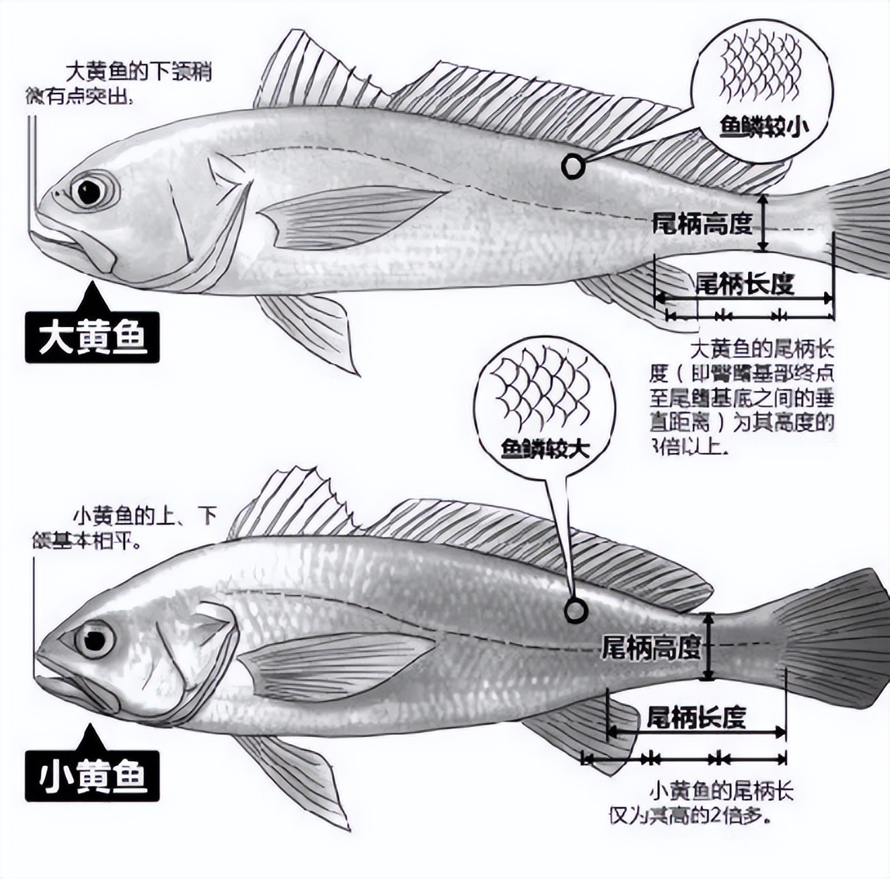 Small yellow croaker VS big yellow croaker: When I grew up, I did not ...