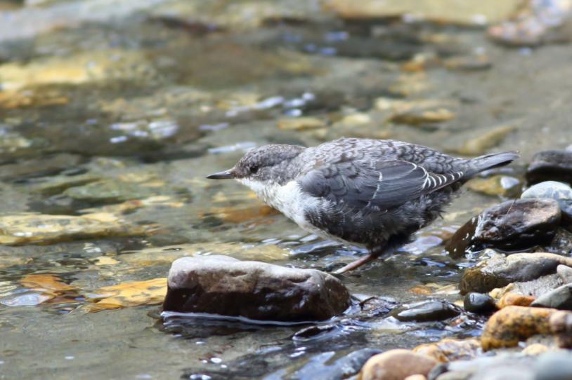 The Norwegian national bird river blackbird VS the Swedish national ...