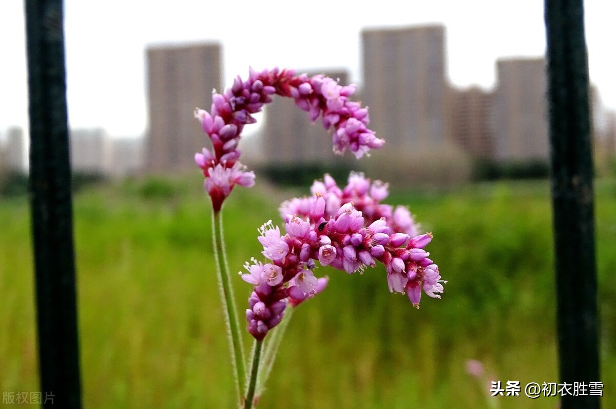 The branches of the tree follow the slight girlish style, six ancient ...