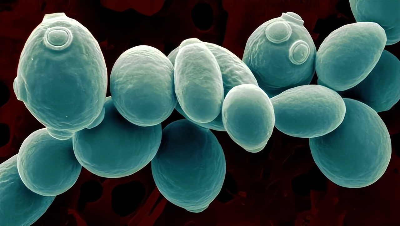 Effects of Space Environment on Yeast - iMedia
