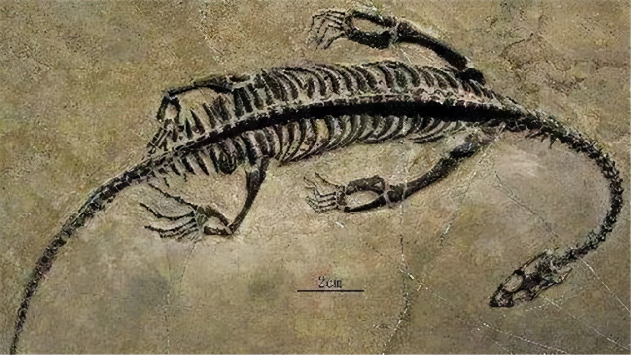 Do dragons really exist?Fossils from 200 million years ago reveal the ...