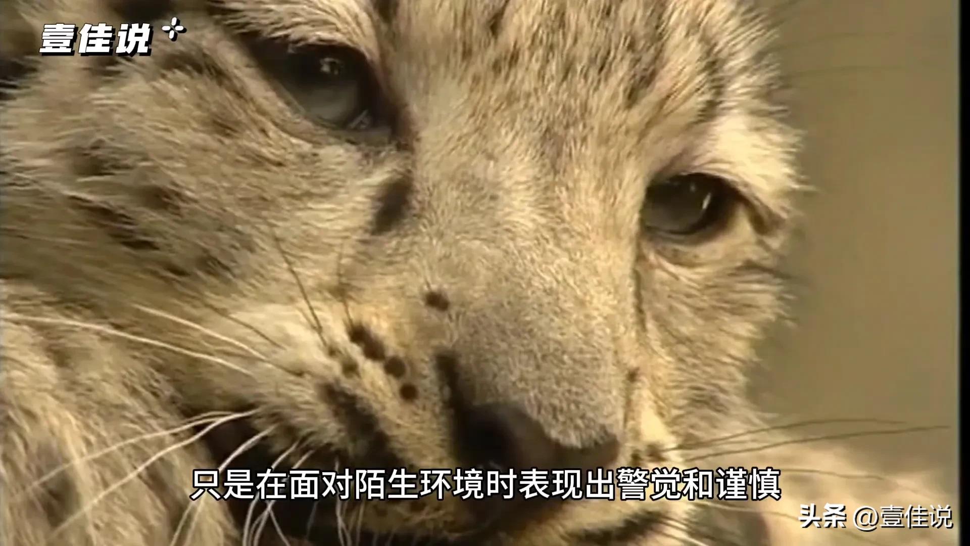 How timid are snow leopards? This is not for the faint of heart! But ...