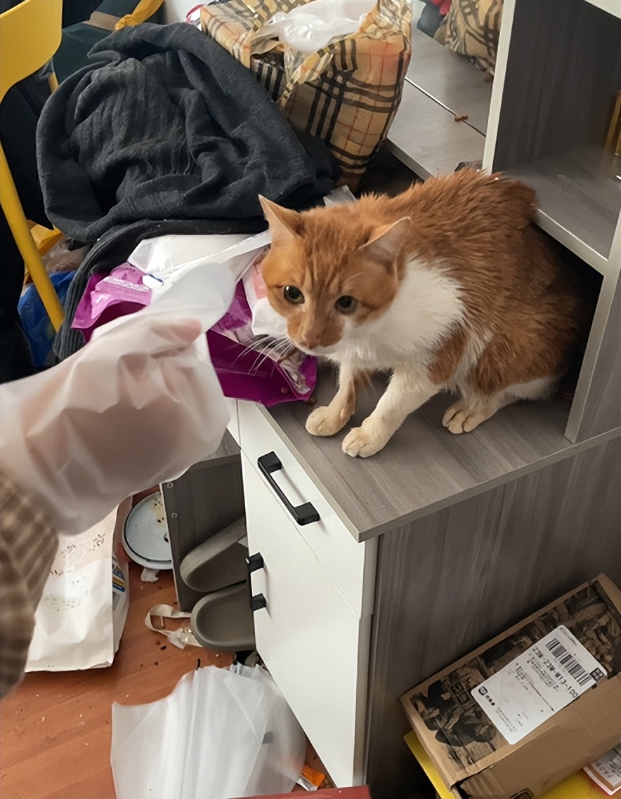 What the hell is it that a girl comes to feed cats part-time and is ...