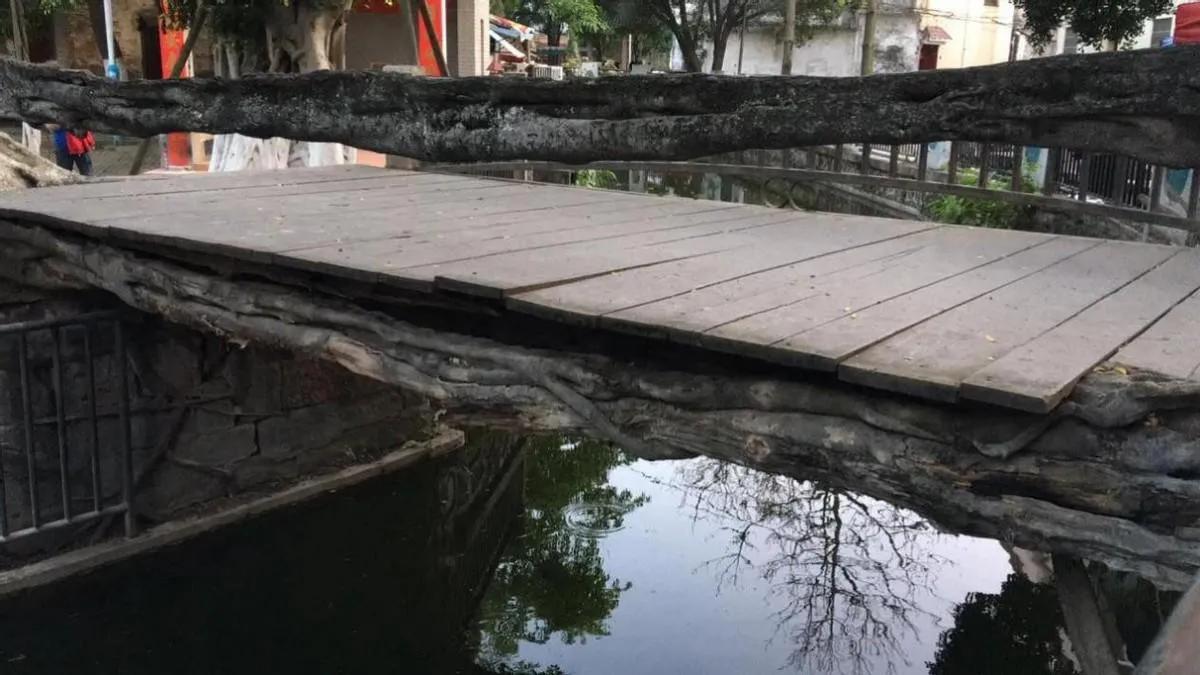 Have you ever seen a bridge formed by a hundred-year-old banyan tree ...