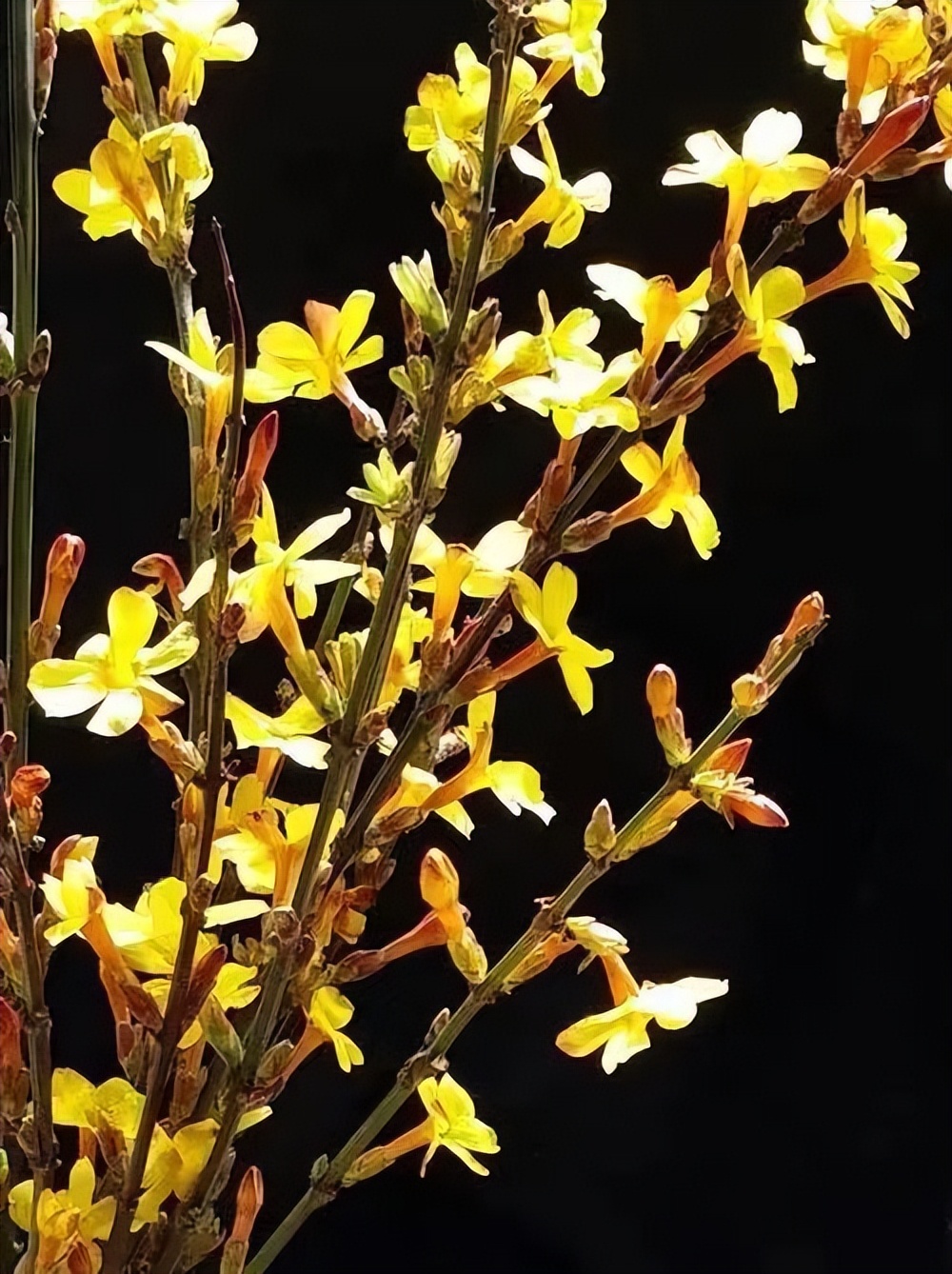 Eight Prose Poems of "Flower Words and Fairy Words" - iNEWS