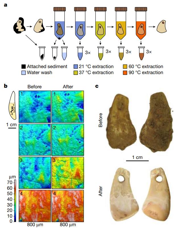 Ancient human DNA recovered from 20,000-year-old necklace - iMedia