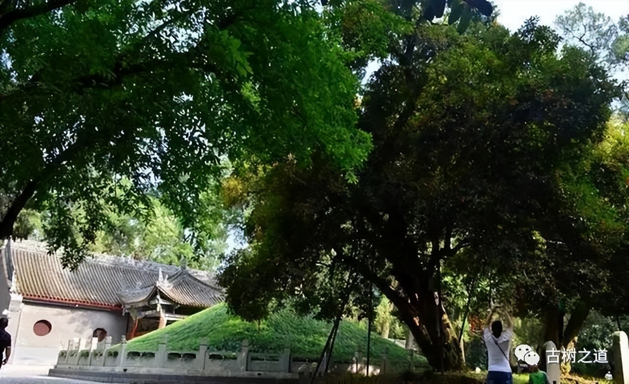 China's Top Ten Ancient Trees - Holy Water Temple Hangui - iNEWS