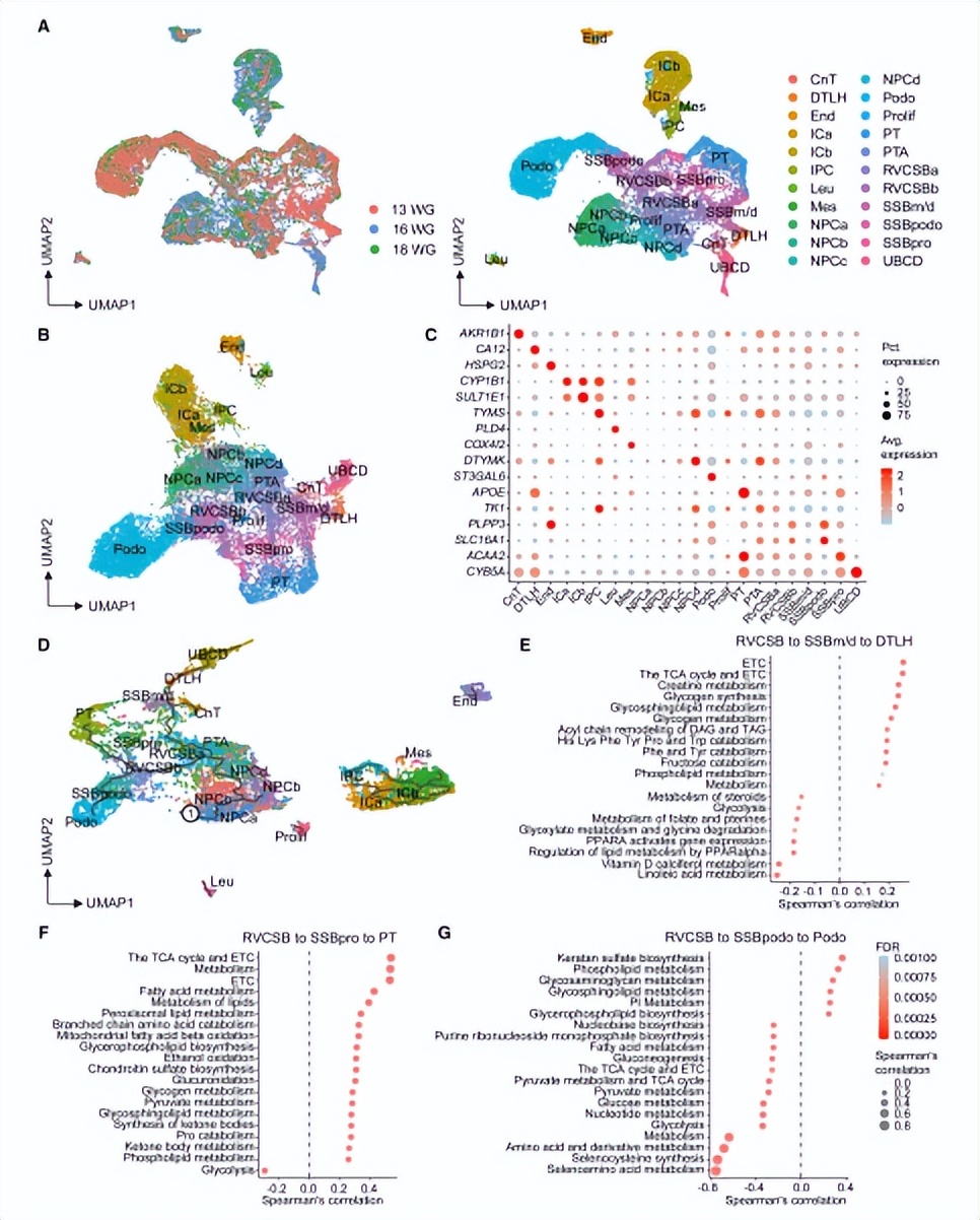 Single-cell transcriptomics + spatial metabolomics identify metabolic ...