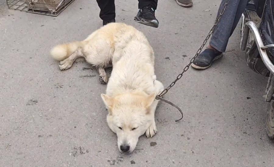 2000 or 3000 dogs were sold to 700 dog dealers. Seeing the sad look of ...