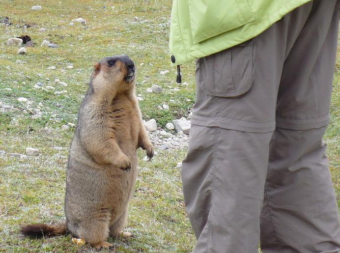 Tianjin man rescued a groundhog in Switzerland and revisited his ...