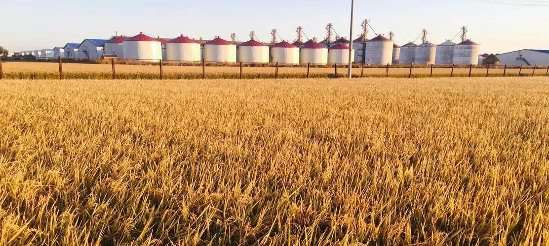 incredible! China's largest grain depot has a storage capacity of 5 ...