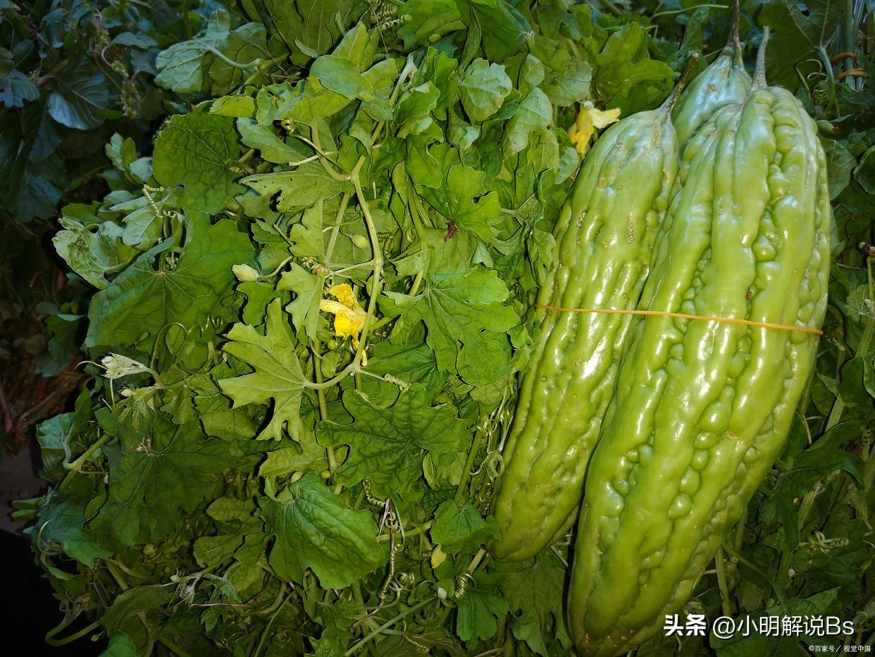 How to use appropriate fertilizers to achieve high yields of loofah and ...