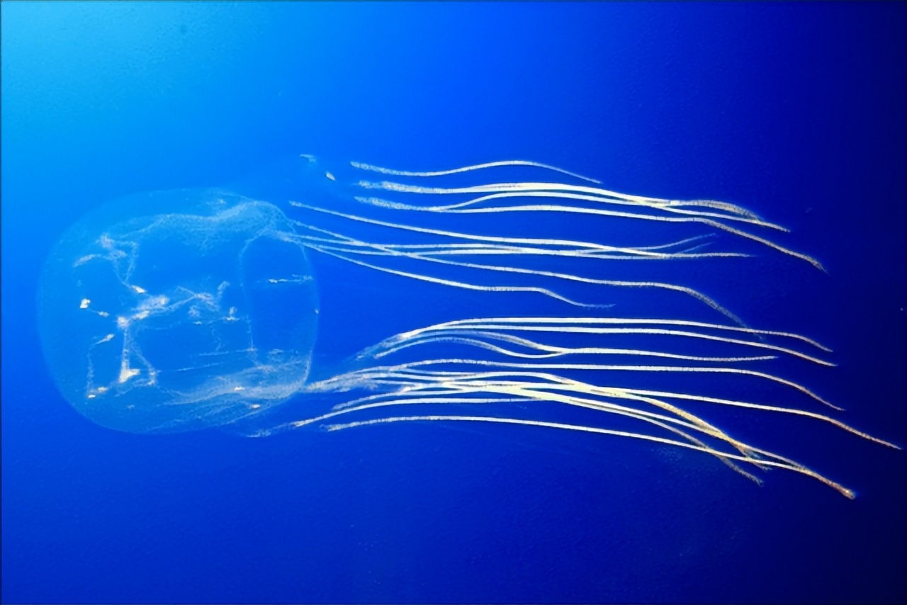 The fantastically beautiful box jellyfish, which looks like a box, is ...
