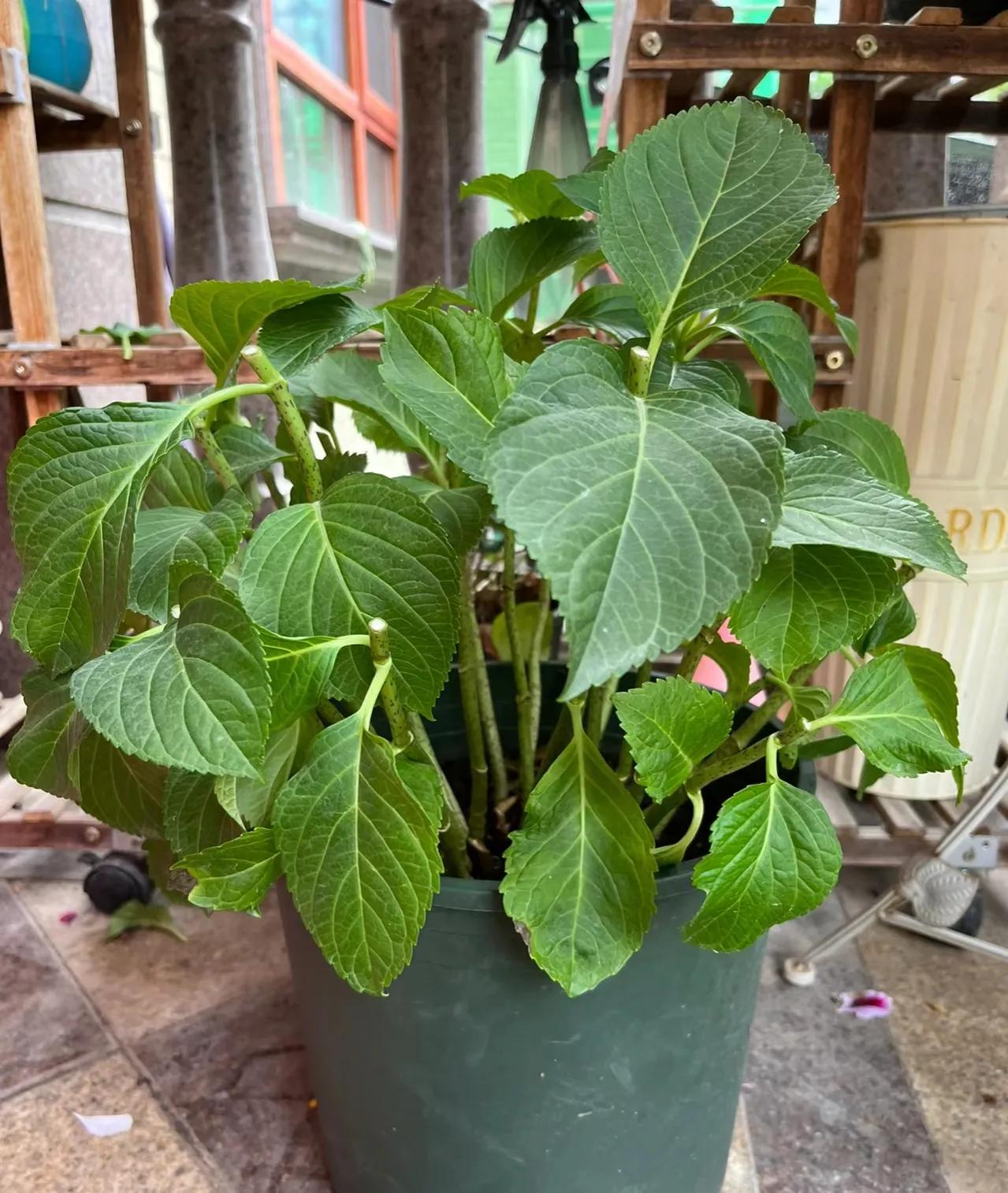 After blooming hydrangeas, do 4 "details", the new branches will be ...