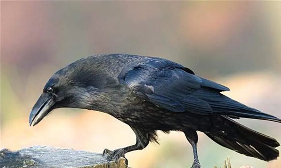 Why are crows a bad omen? - iMedia