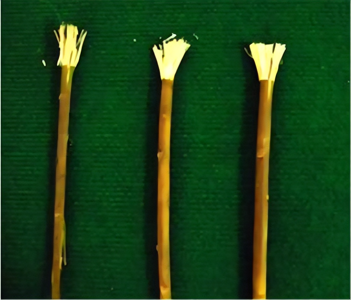 On the historical and cultural background of the ancient Chinese tooth ...