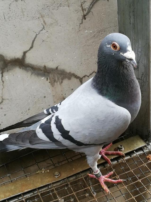 Pigeon feather color inheritance is also worthy of our fanciers ...