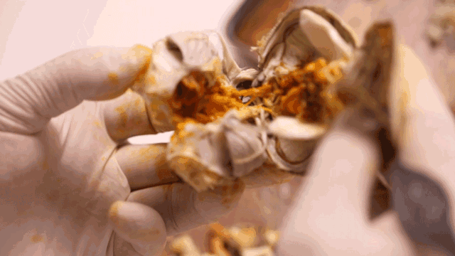 It's time to eat crabs, delicious and fat: how to eat a crab gracefully ...