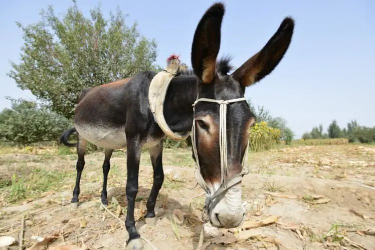 "Donkey Ba" in Shitang, a local delicacy achieved by ancient legends ...