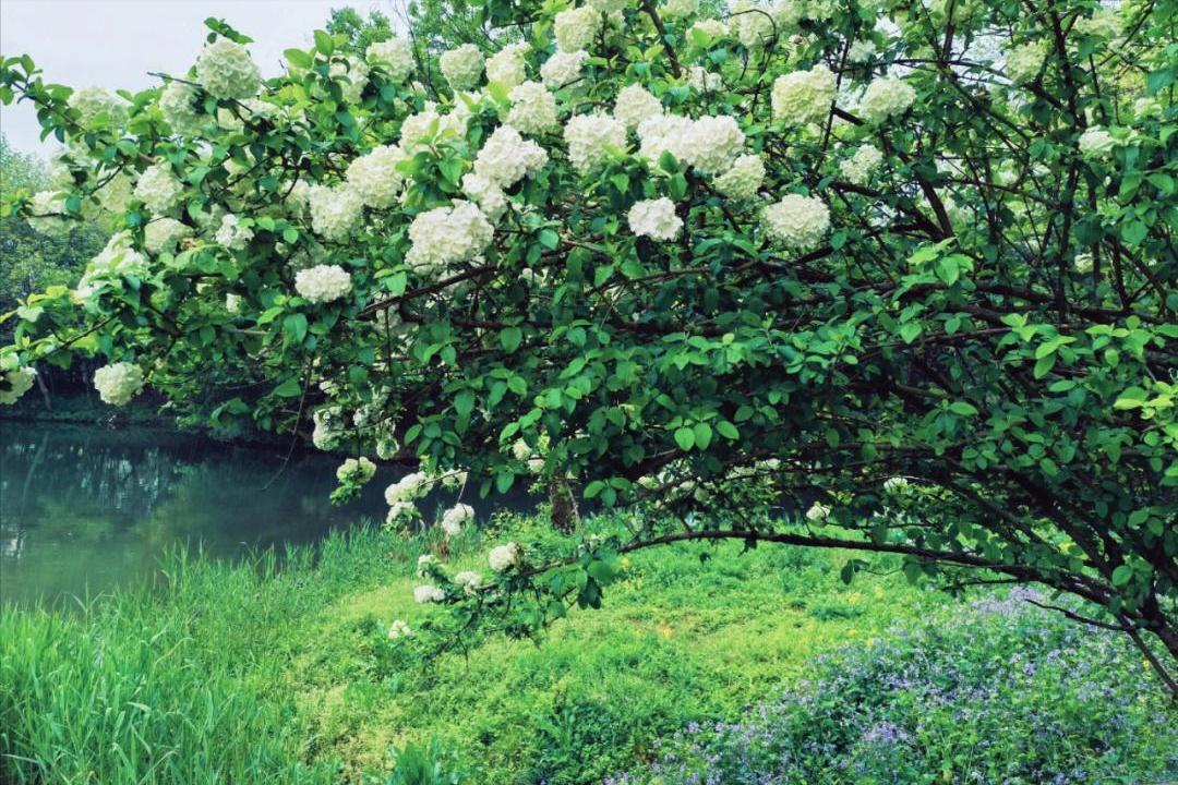 Hydrangea, only for green, amazing April day in the world - iMedia