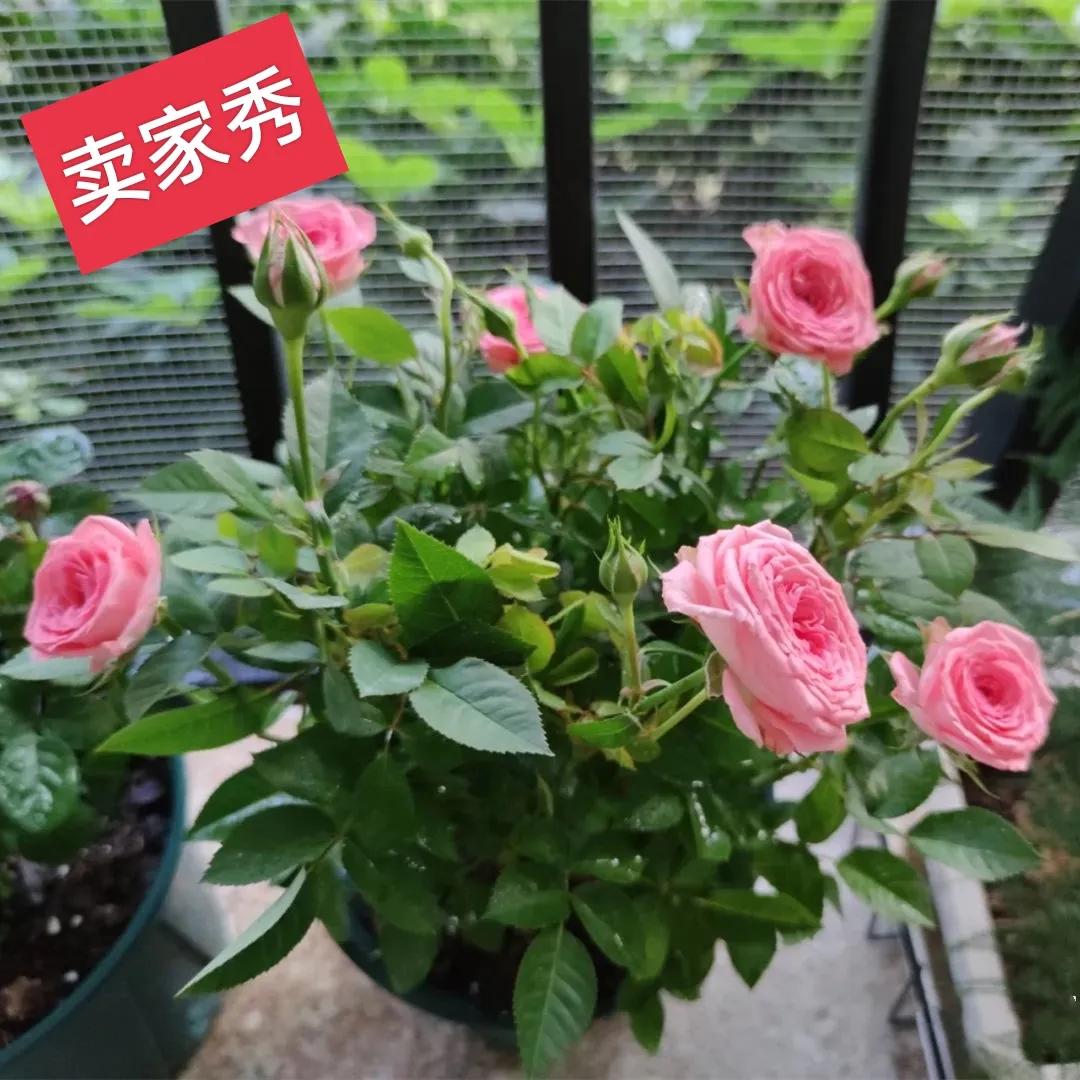 Pinxixi buyer show and seller show - iNEWS