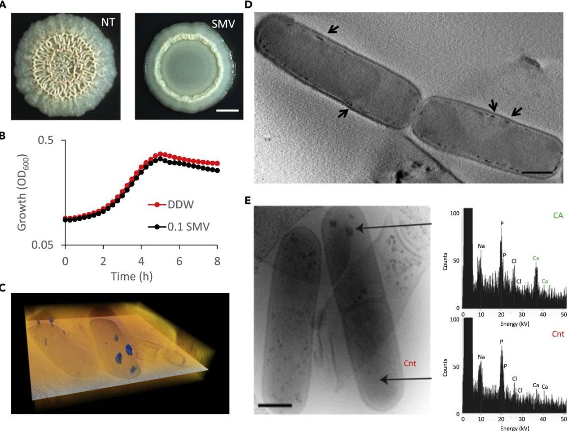 Biofilms of Bacillus subtilis promote regulation of intracellular and ...
