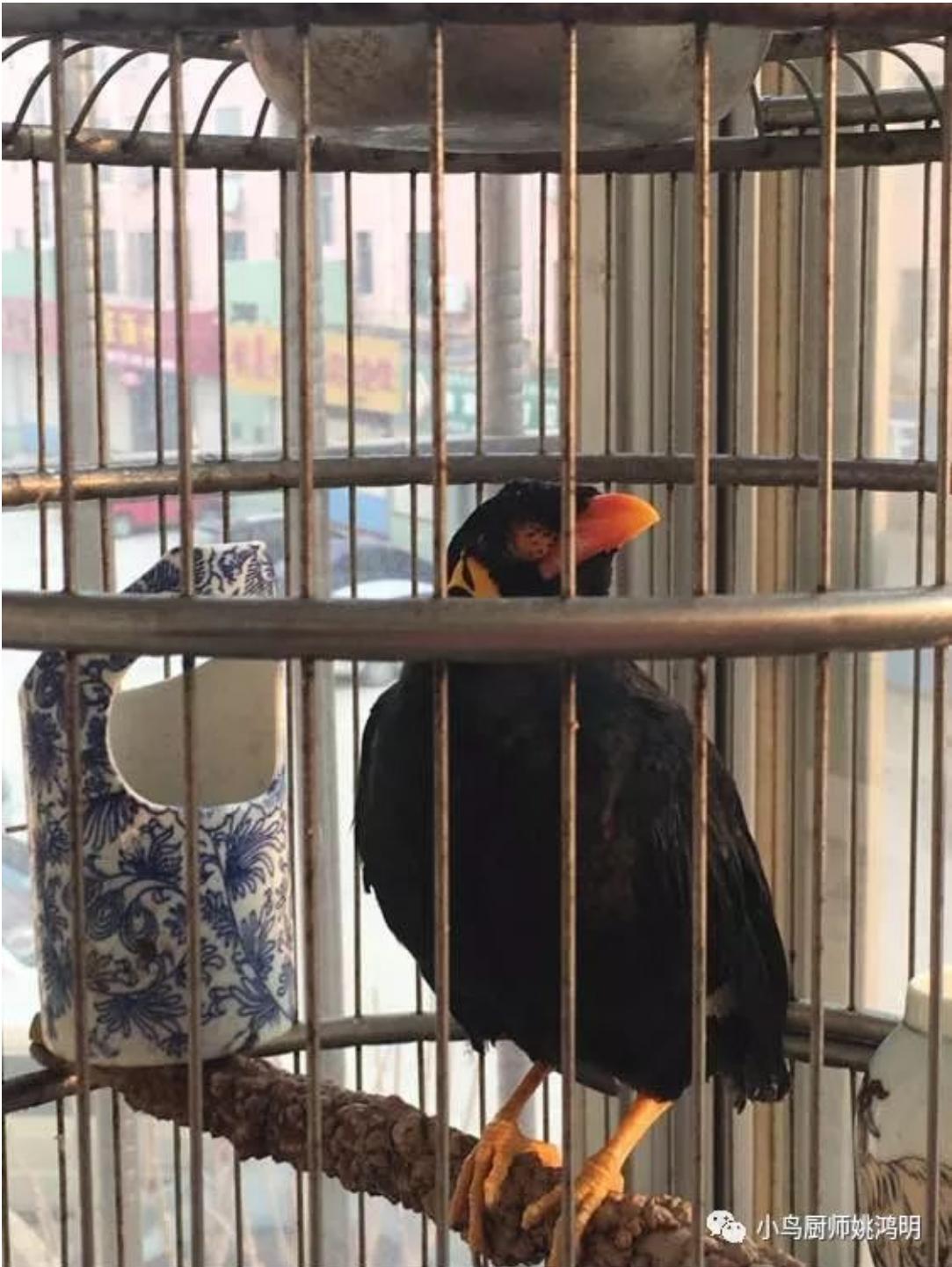 The bird has a bump on its head and face! - iMedia