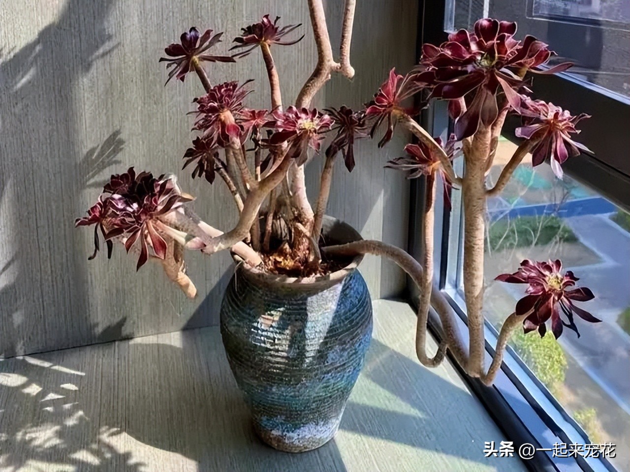 Raise a succulent mage in spring, teach you 2 tricks, grow vigorously ...