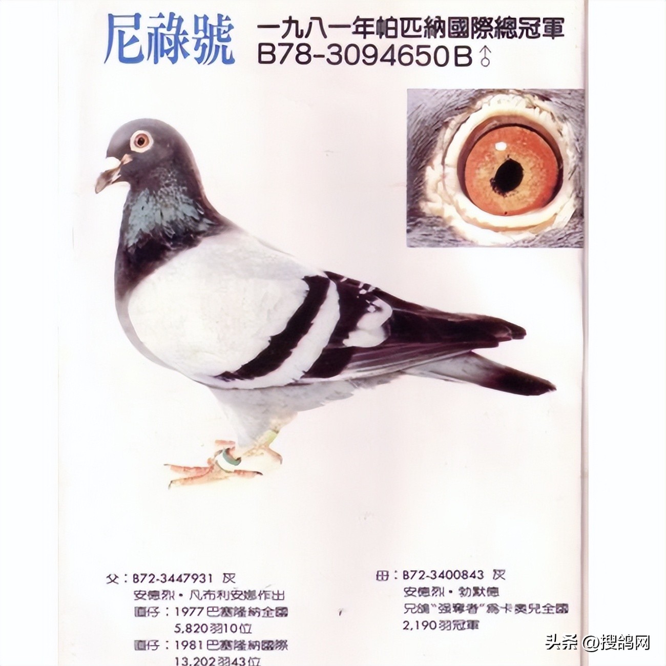 Appreciation of famous pigeons: Grand Champion with the largest number ...