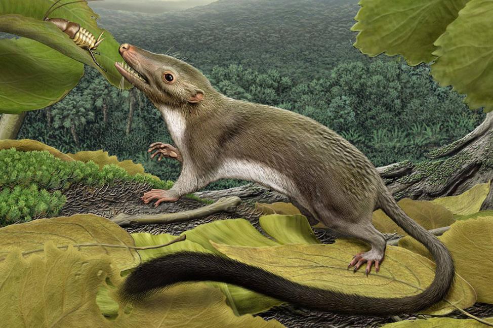 How mammals went from mice to overlords and humans from apes to humans ...