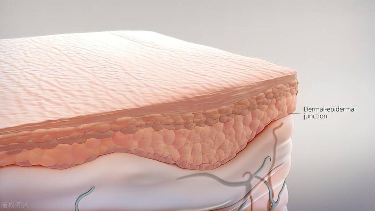 How Cells Evolve: Diversification of Skin Cells - iNEWS