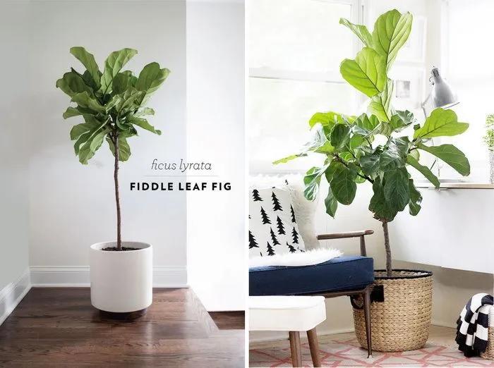 Take a look at the high-value plants that are common indoors - iNEWS