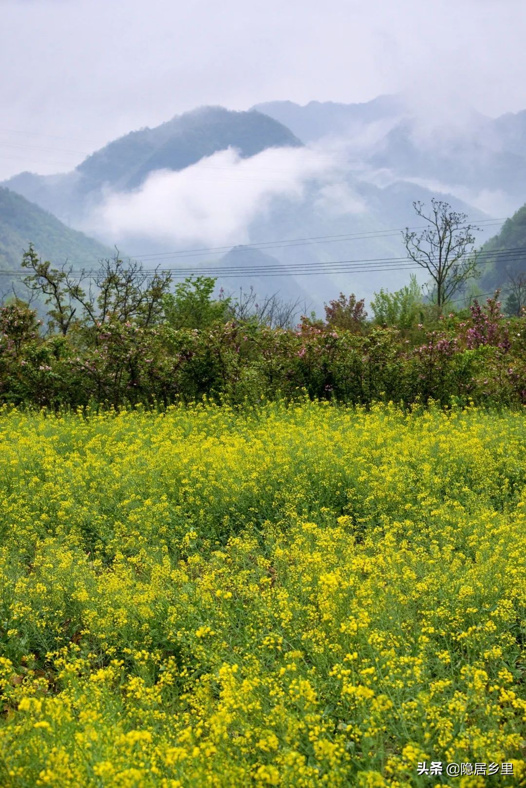 Ten miles of spring breeze, thousands of acres of flowers, the most ...