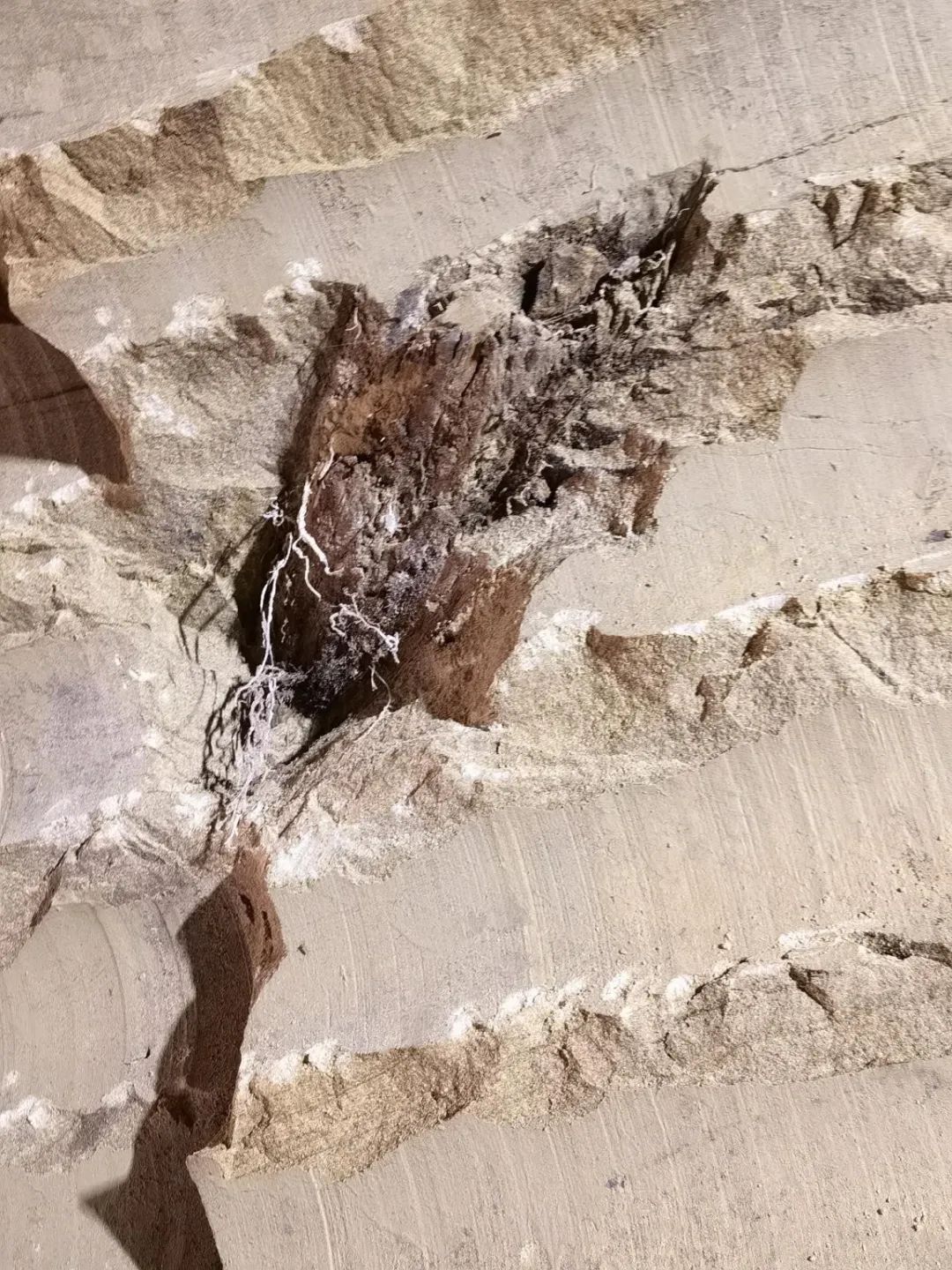 A tree fossil about 65 million years old was found in Zhenchuan Town ...