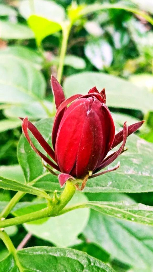 Original Flowers · Wintersweet · - iMedia