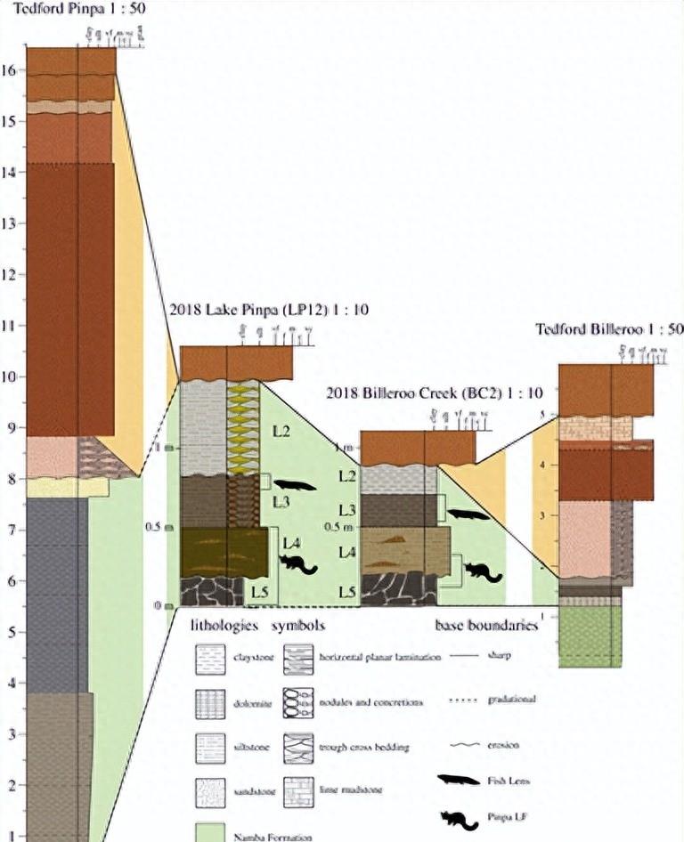 Discovery of Miocene vertebrate fossils in Australia, and research on ...