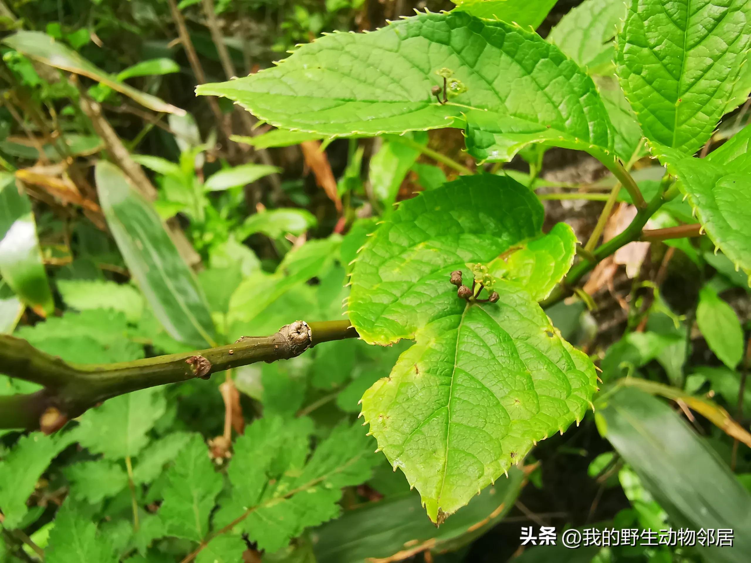 Seen for the first time, plants that bloom directly on the leaves - iNEWS