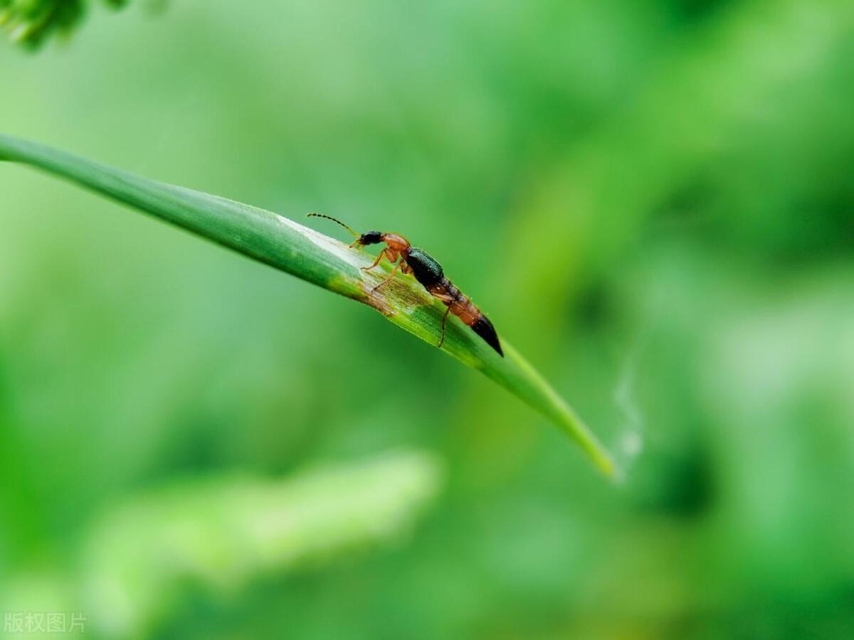 The bugs that attack people in summer look like ants and have wings ...