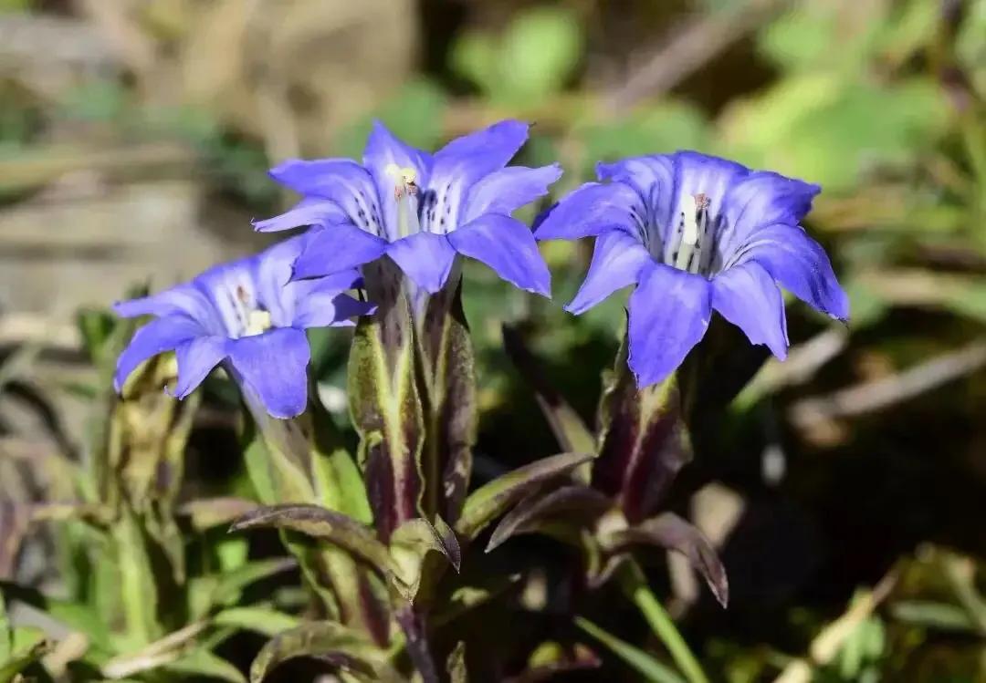 Gentian flower - mountain gentian - iNEWS