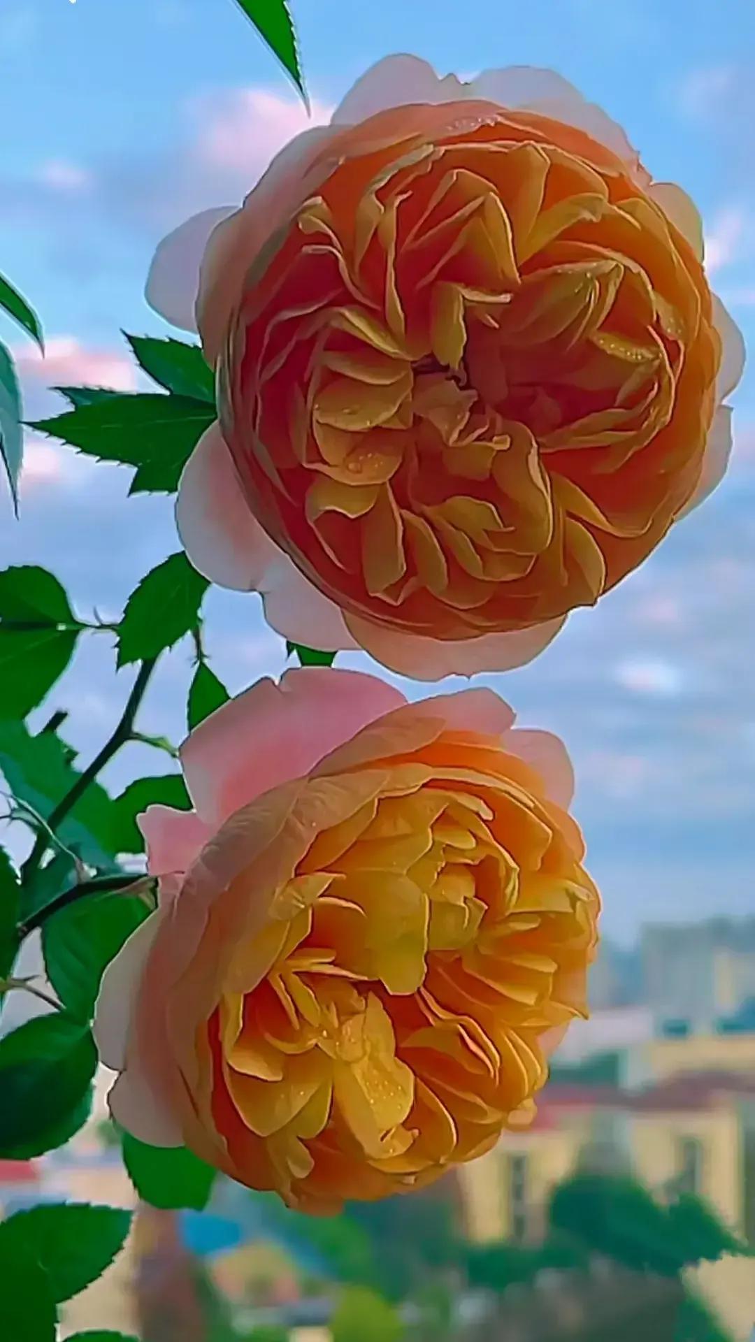 To my dearest baby - iNEWS