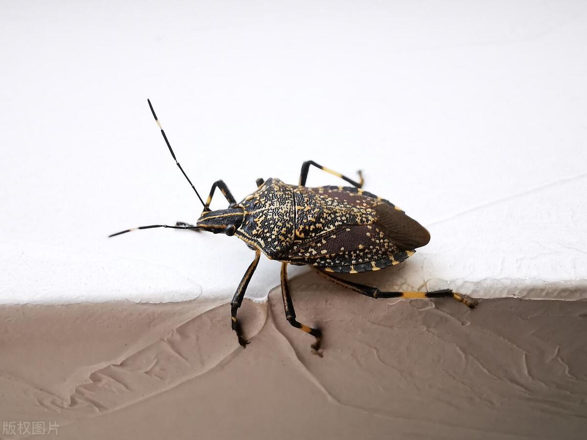 Are spankers bedbugs, are they different, and are they harmful to ...