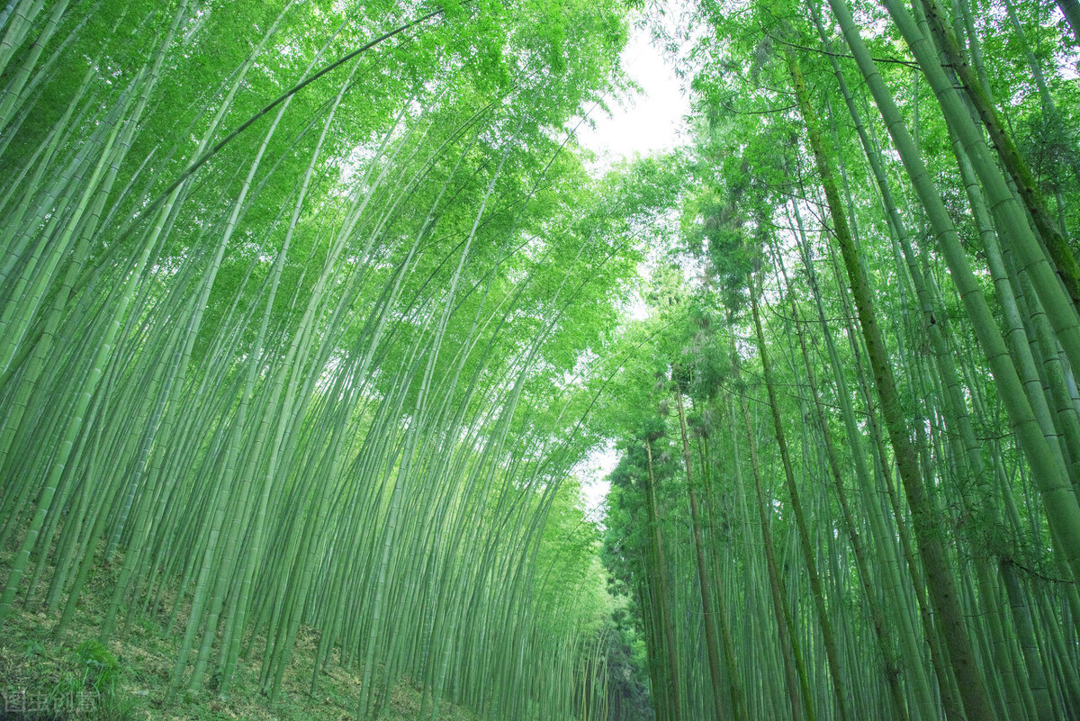 The Hometown of Green Bamboo in East Sichuan——The Folklore of Dazhu - iNEWS