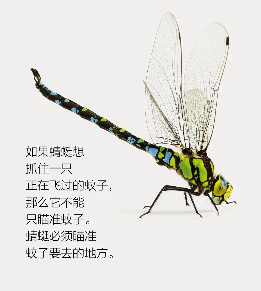 How Dragonfly Brains Can Inspire Computer Design - iMedia