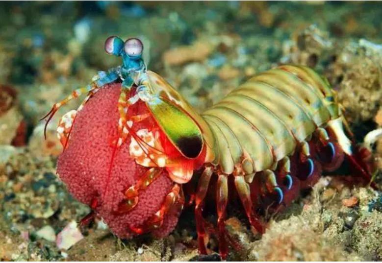 What kind of creature is "hair clam shrimp"? - iNEWS