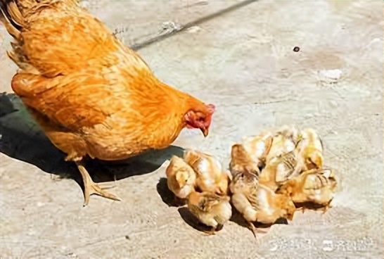 Express, decipher the animal code! The chicken and the cow speak: Do ...