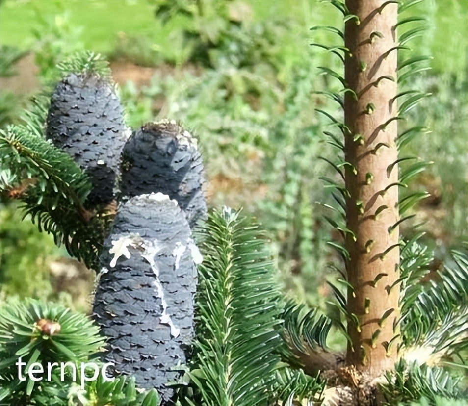 High-efficiency and rapid non-test-tube propagation of Chinese unique ...