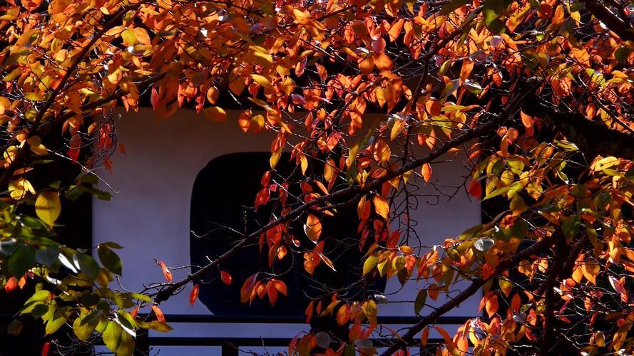 Zen Story: The Sixth Patriarch Huineng passed the Dharma to Xingsi, but ...