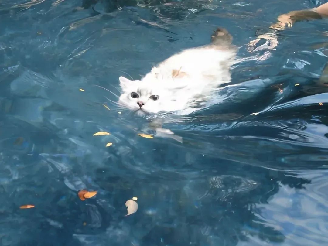 ipad and computer wallpaper: ins style - niche but not lacking in high ...